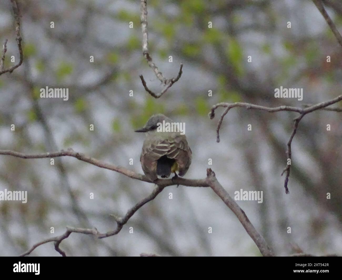 Western Kingbird (Tyrannus verticalis) Aves Stock Photo - Alamy