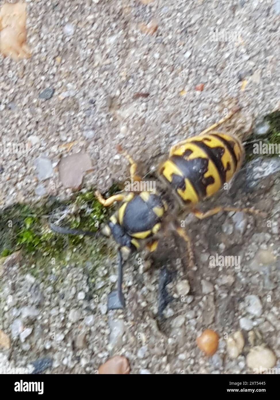 German Yellowjacket (Vespula germanica) Insecta Stock Photo - Alamy