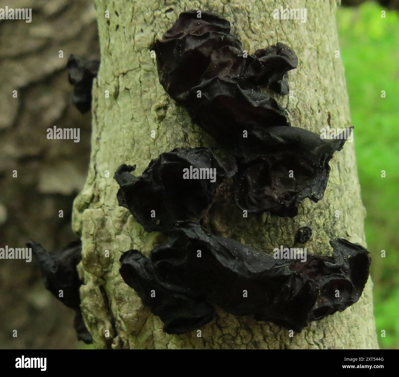 American Amber Jelly Fungus (Exidia crenata) Fungi Stock Photo - Alamy