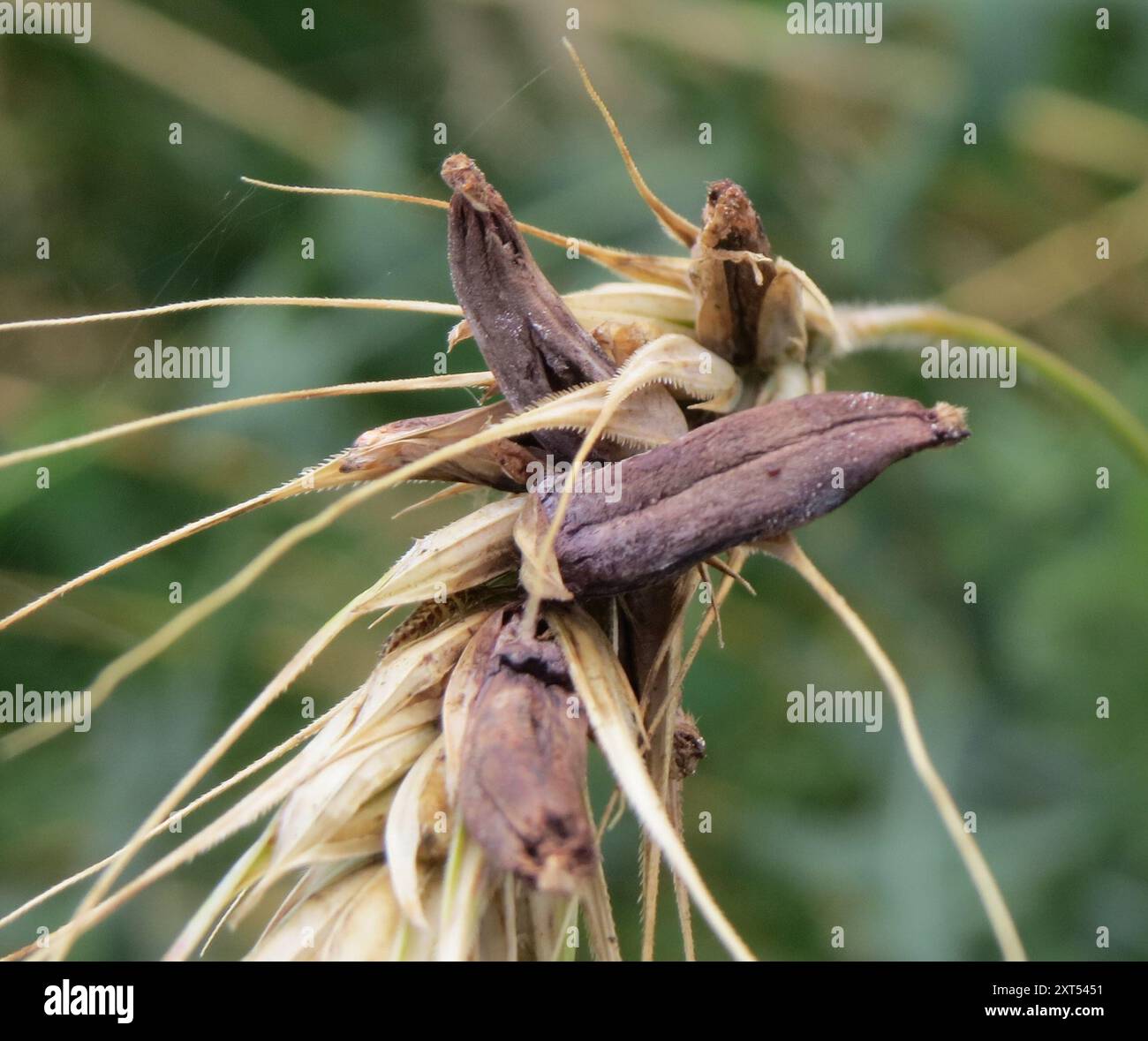 Rye Ergot (Claviceps purpurea) Fungi Stock Photo - Alamy