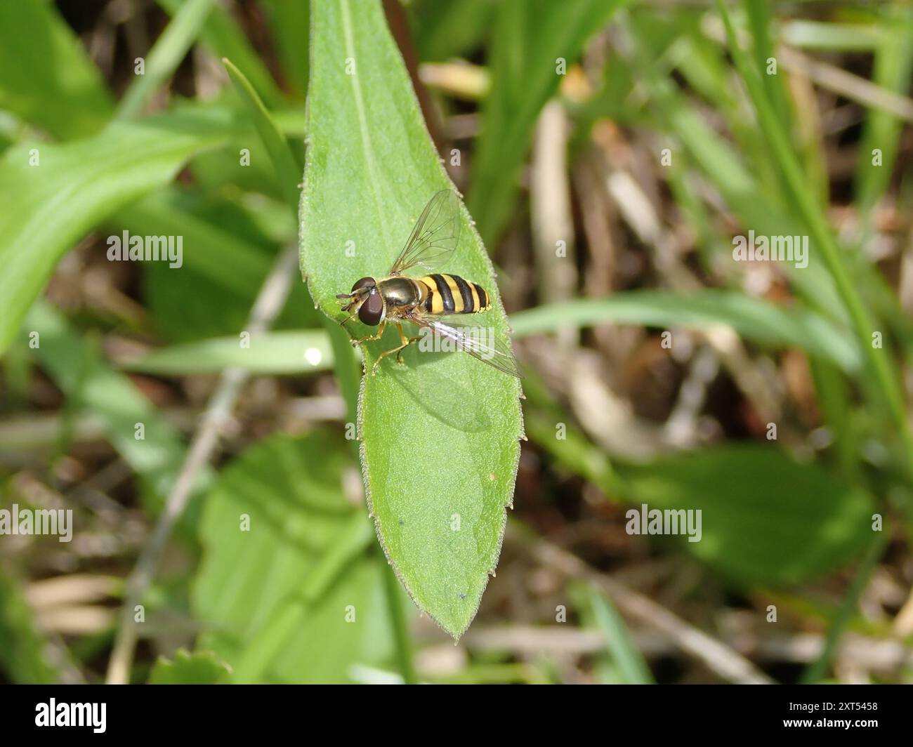 Long-tailed Aphideater Complex (Eupeodes americanus) Insecta Stock ...