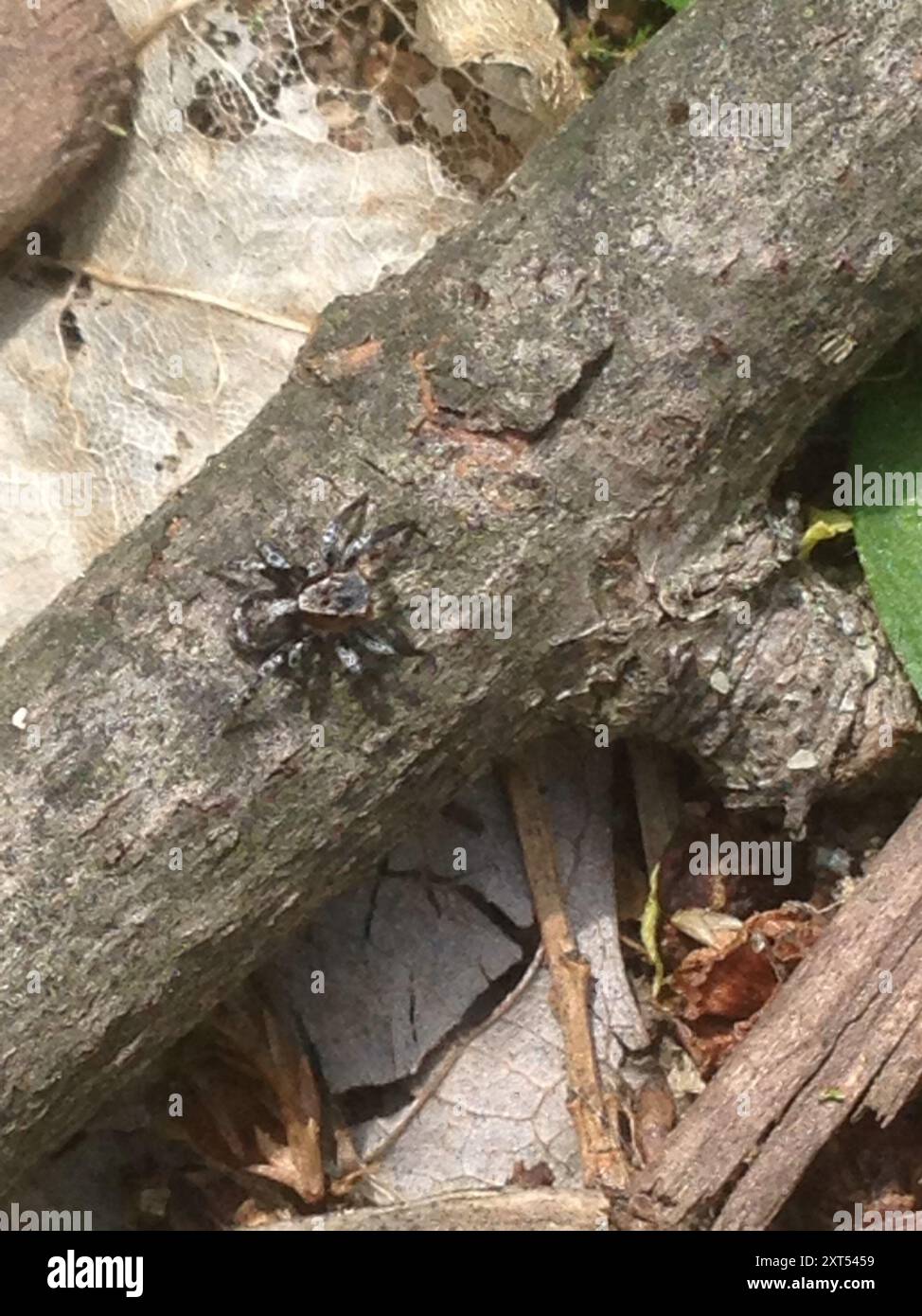 flea jumping spider (Naphrys pulex) Arachnida Stock Photo - Alamy