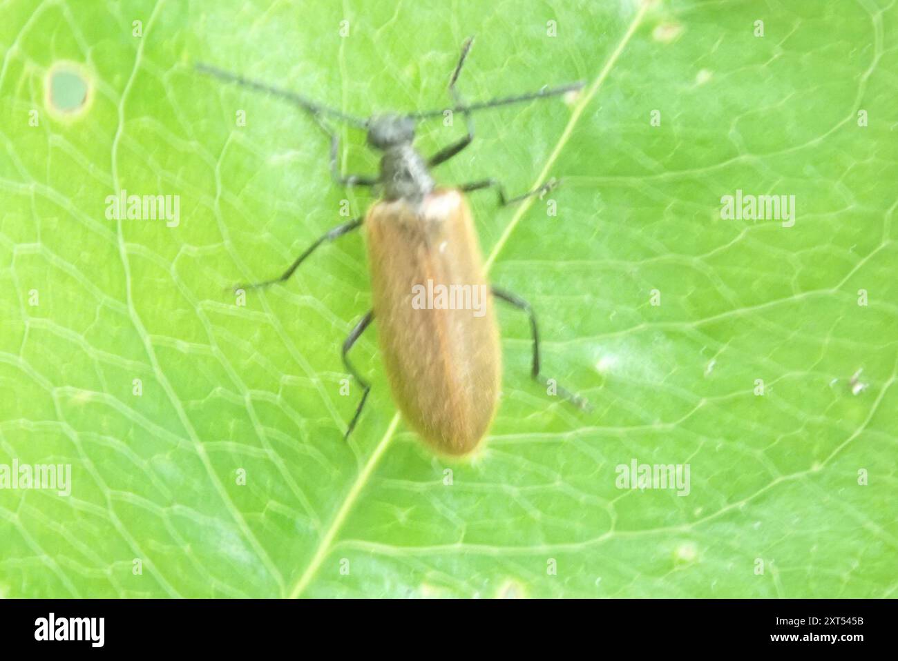 Lagria atripes hi-res stock photography and images - Alamy