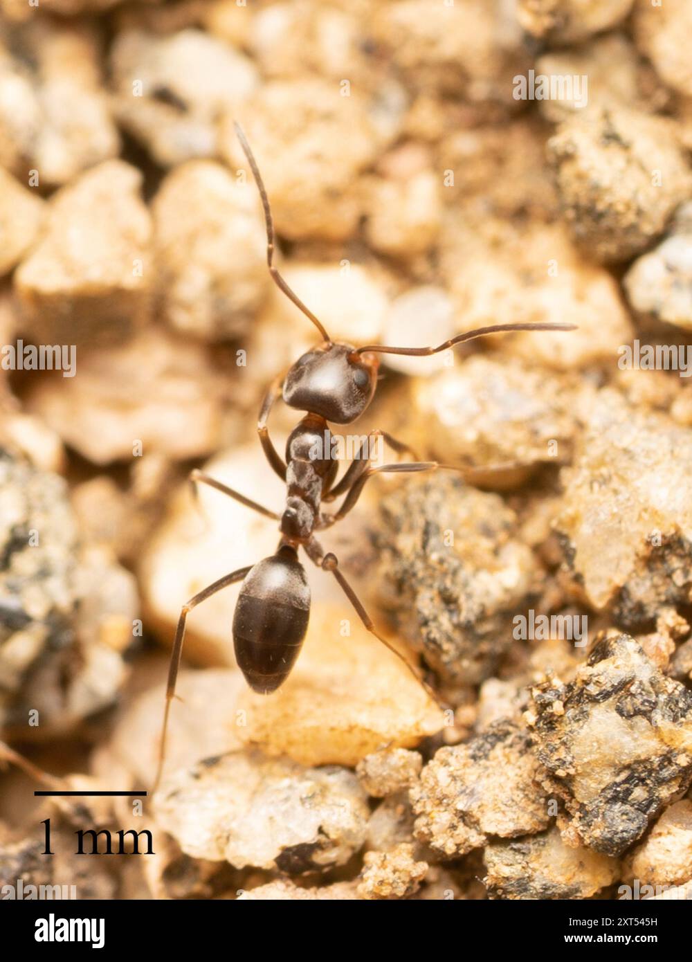 Pyramid Ants (Dorymyrmex) Insecta Stock Photo - Alamy