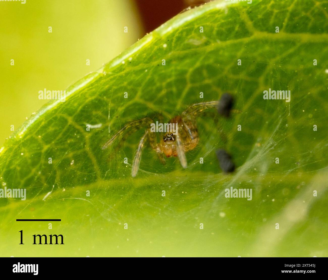 Typical Spiders (Araneomorphae) Arachnida Stock Photo - Alamy