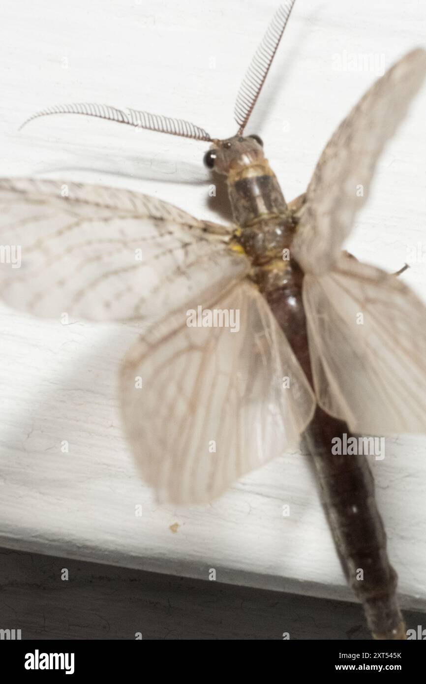 Summer Fishfly (Chauliodes pectinicornis) Insecta Stock Photo - Alamy