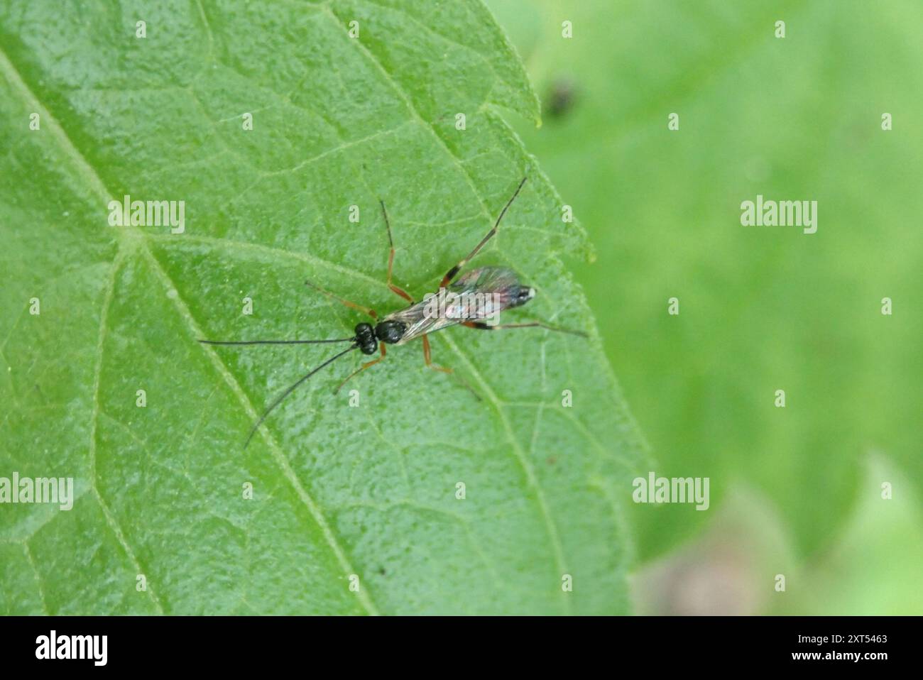 Ichneumonid and Braconid Wasps (Ichneumonoidea) Insecta Stock Photo - Alamy