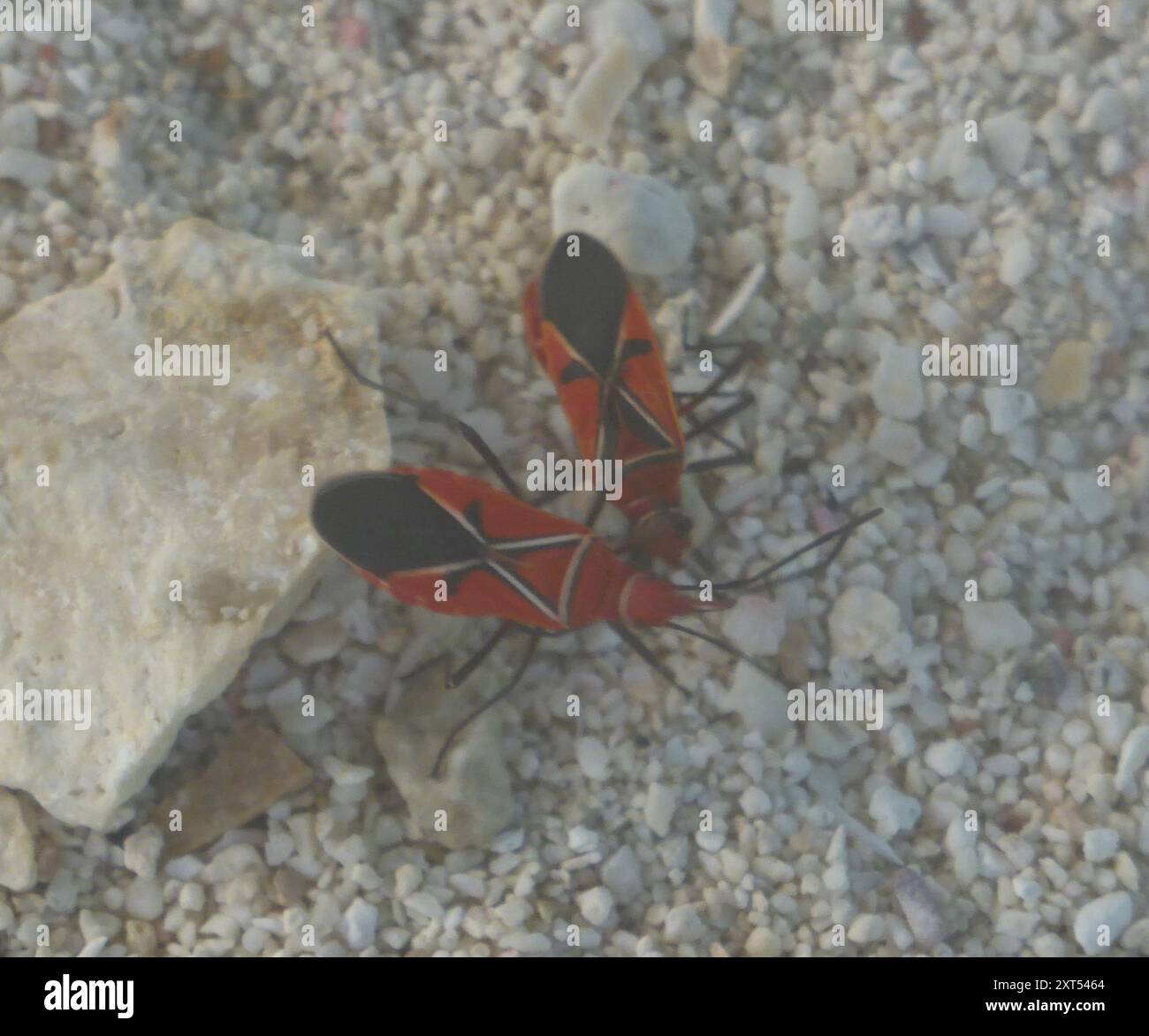 Dysdercus suturellus hi-res stock photography and images - Alamy