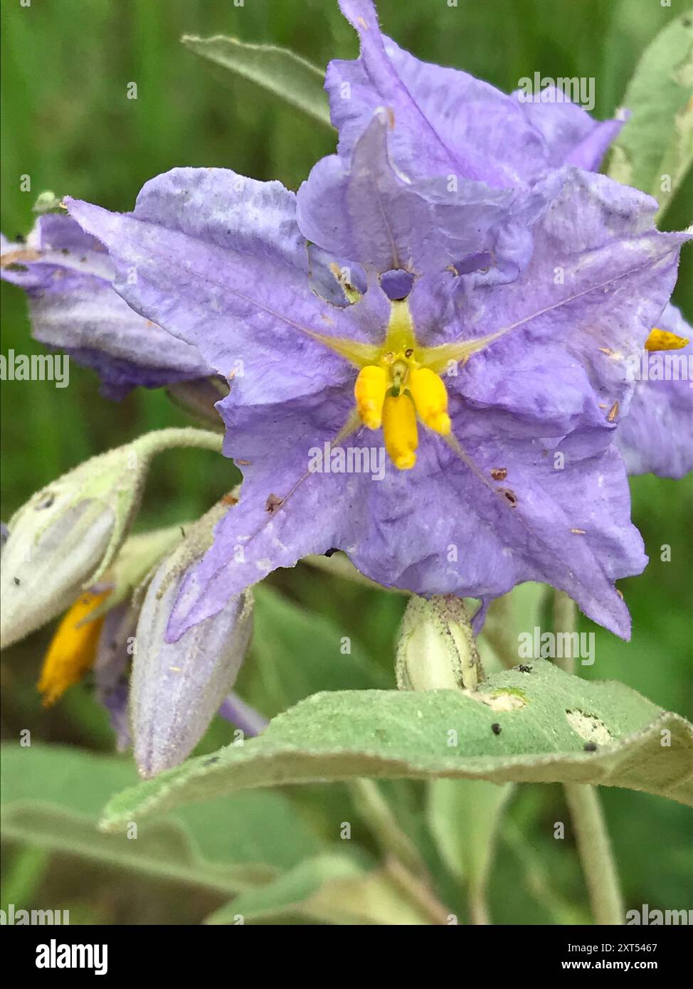silverleaf nightshade (Solanum elaeagnifolium) Plantae Stock Photo - Alamy