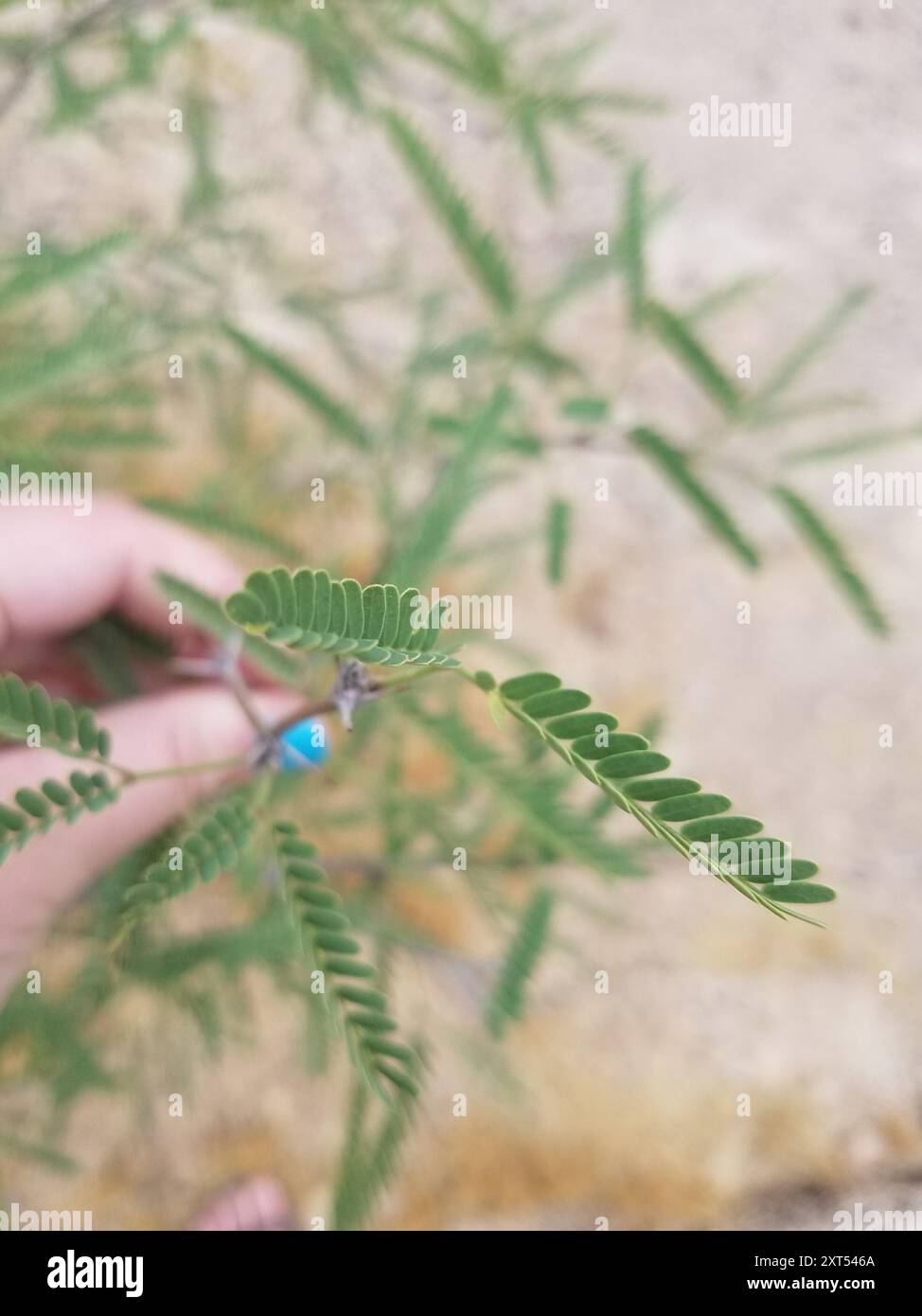velvet mesquite (Neltuma velutina) Plantae Stock Photo - Alamy