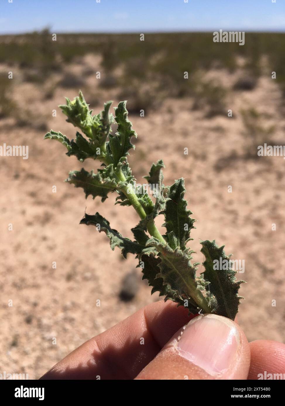 (Xanthisma viscidum) Plantae Stock Photo - Alamy