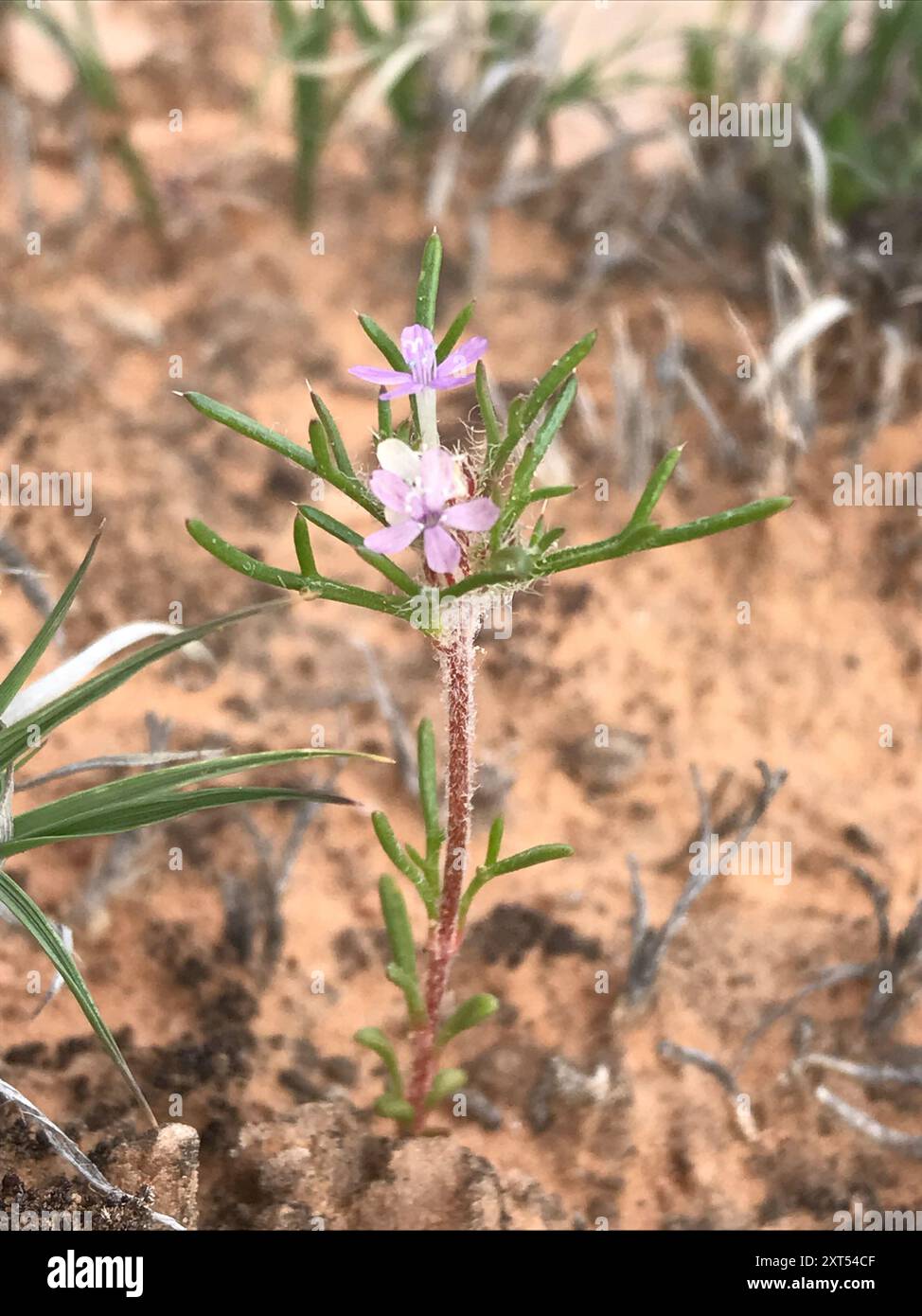 dwarf ipomopsis (Ipomopsis pumila) Plantae Stock Photo - Alamy