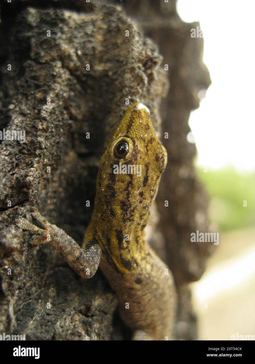 Painted Dwarf Gecko (Lygodactylus picturatus) Reptilia Stock Photo - Alamy