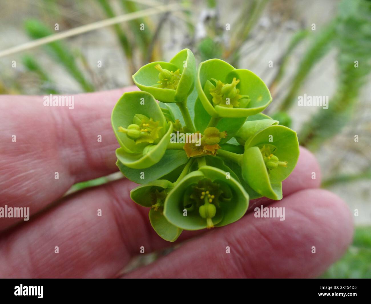 Sea Spurge (Euphorbia paralias) Plantae Stock Photo - Alamy