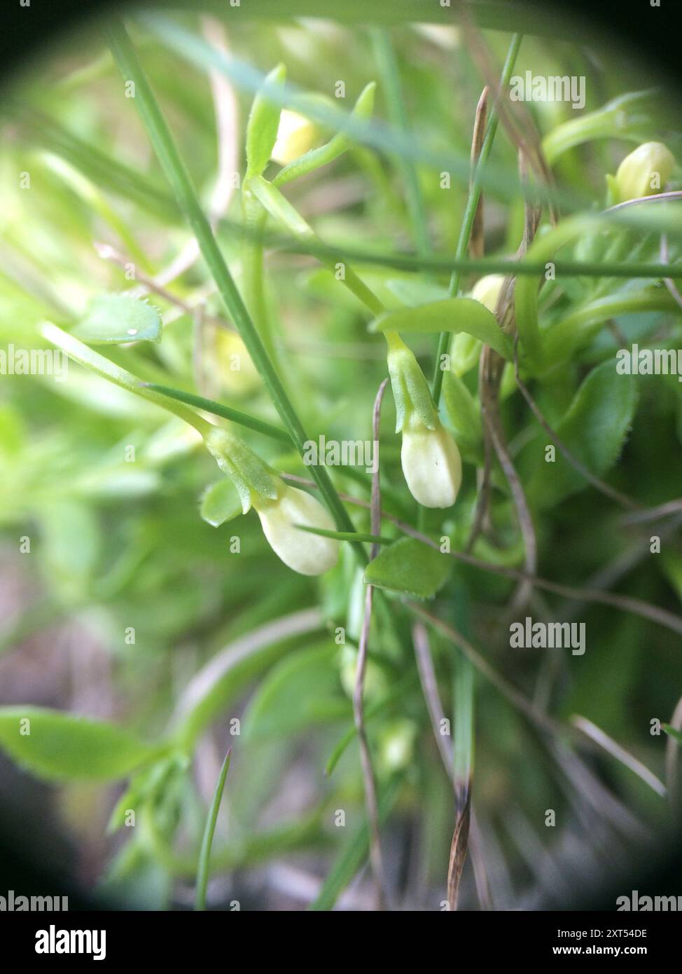 azure bluet (Houstonia caerulea) Plantae Stock Photo - Alamy