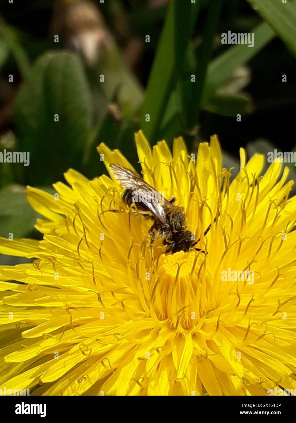 Mining Bees (Andrena) Insecta Stock Photo - Alamy