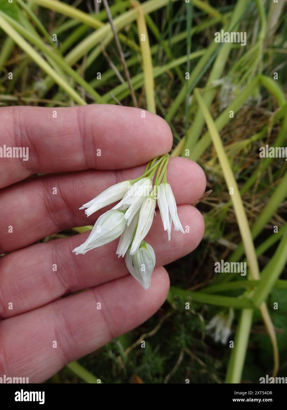 Three-cornered garlic (Allium triquetrum) Plantae Stock Photo - Alamy