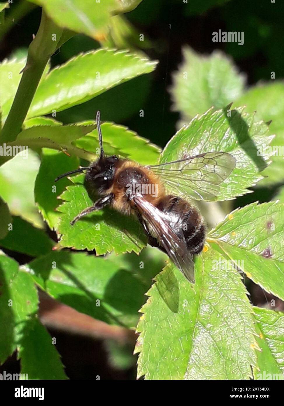 Chocolate Mining Bee (Andrena scotica) Insecta Stock Photo - Alamy