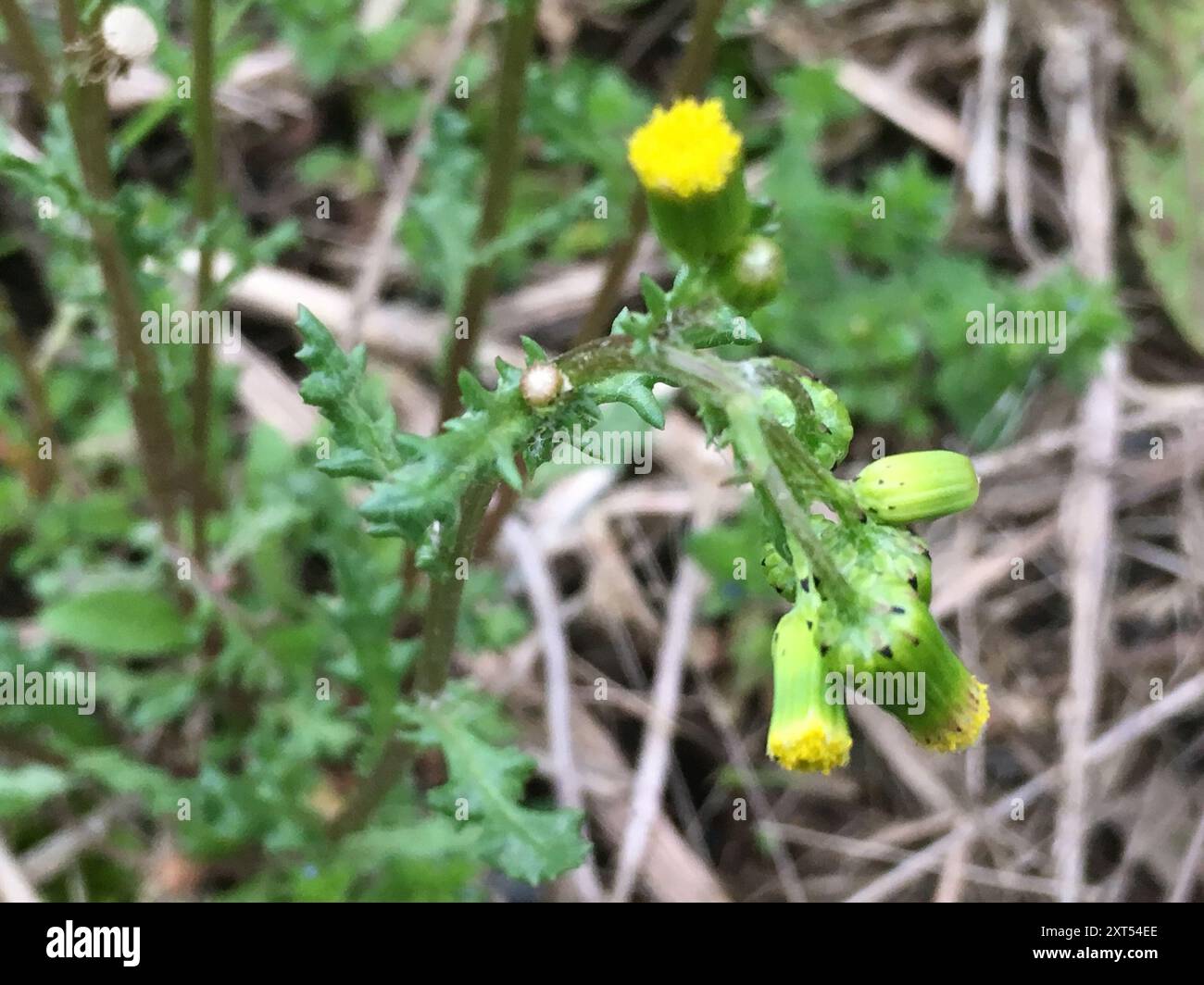 common groundsel (Senecio vulgaris) Plantae Stock Photo - Alamy