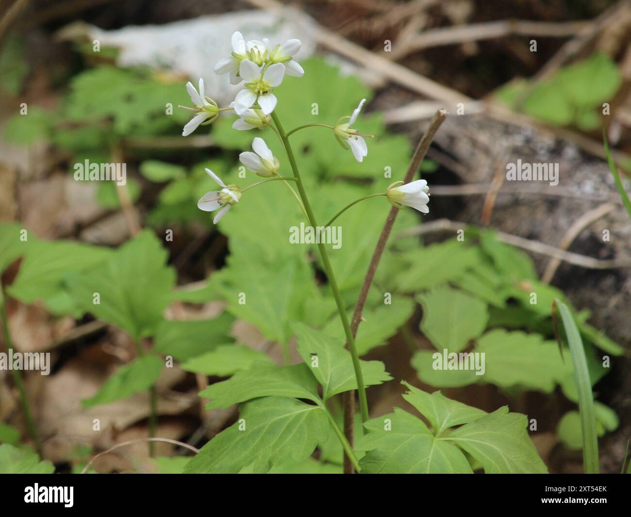 Two-leaved Toothwort (Cardamine diphylla) Plantae Stock Photo - Alamy