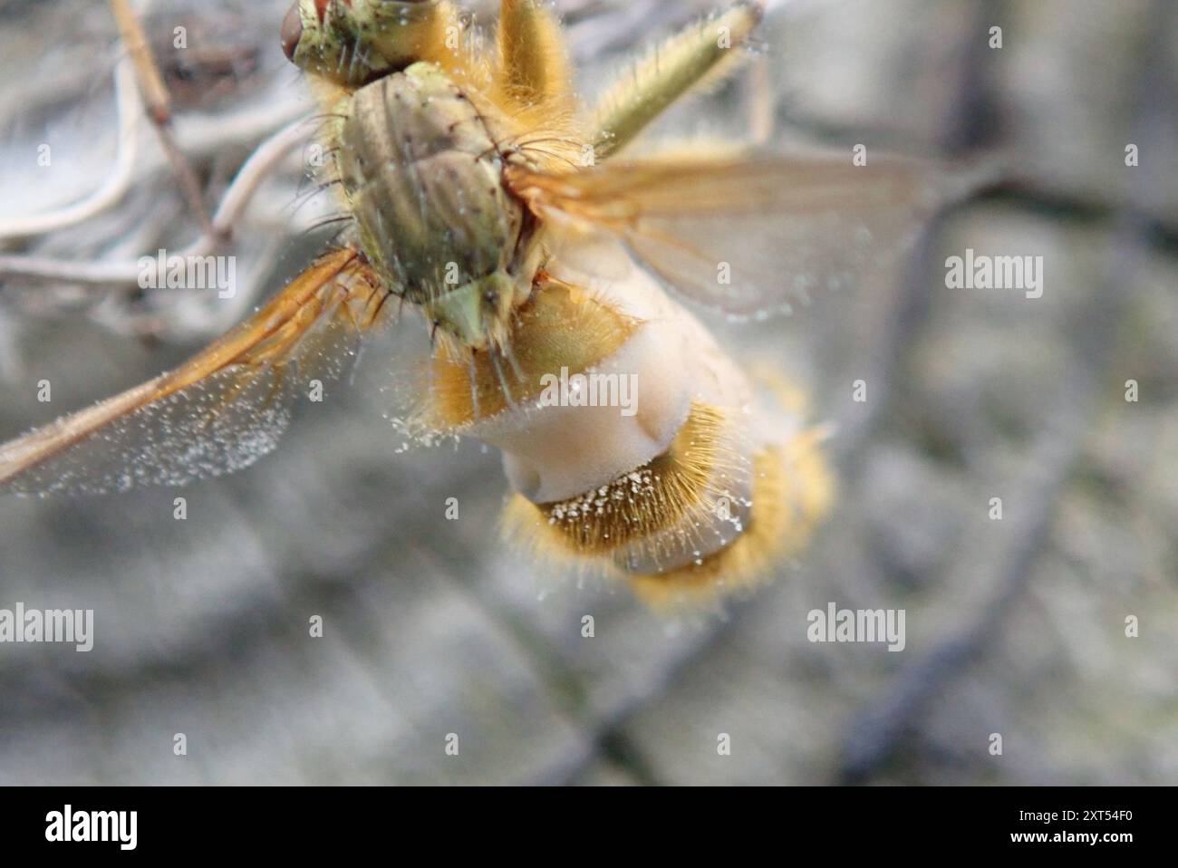 Fly Death Fungi (Entomophthora muscae) Fungi Stock Photo - Alamy
