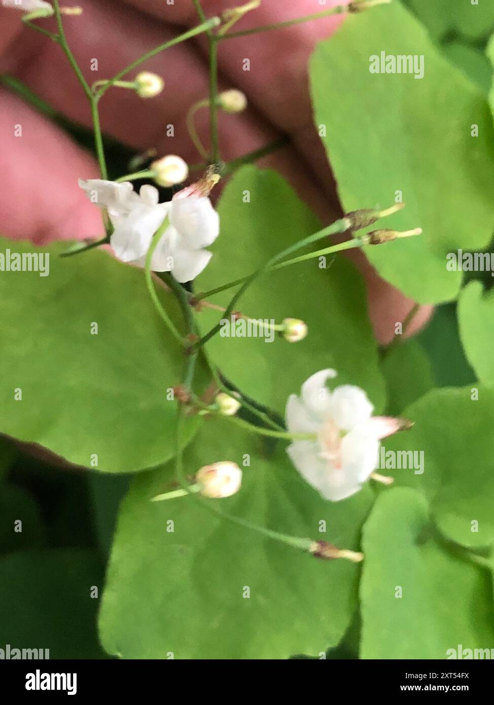 White Inside-out Flower (Vancouveria hexandra) Plantae Stock Photo - Alamy