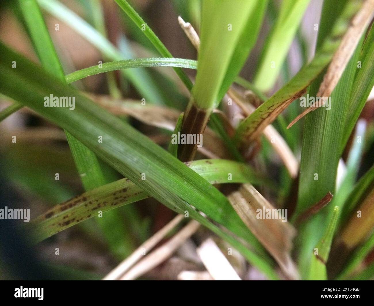 long-stalked sedge (Carex pedunculata) Plantae Stock Photo - Alamy