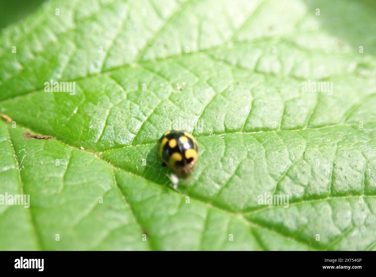 Fourteen-spotted Lady Beetle (Propylea quatuordecimpunctata) Insecta ...