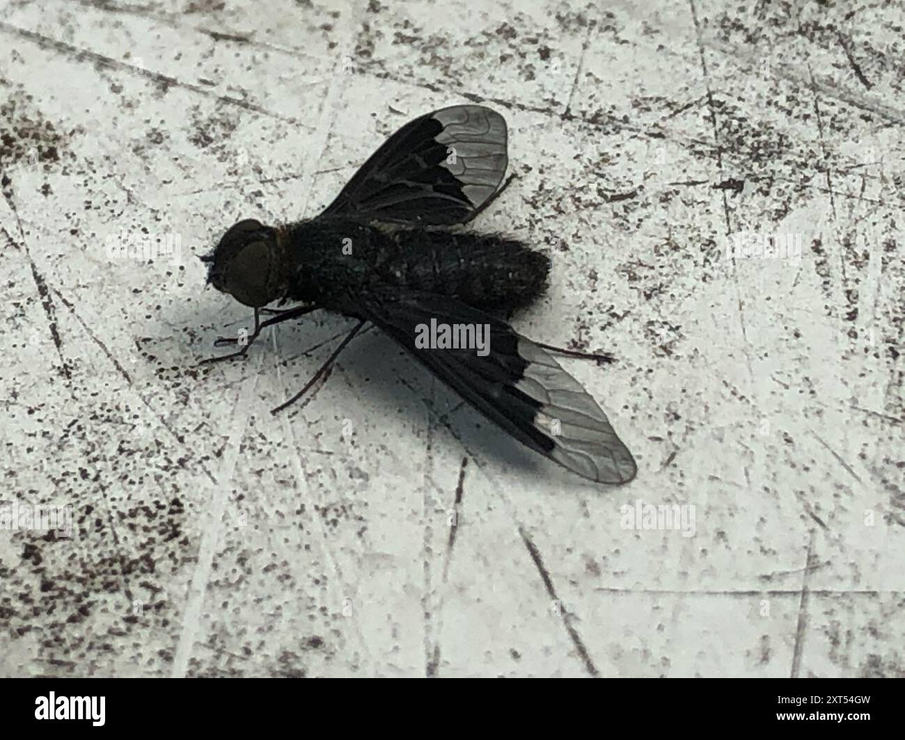 Black Banded Bee Fly (Hemipenthes morio) Insecta Stock Photo - Alamy
