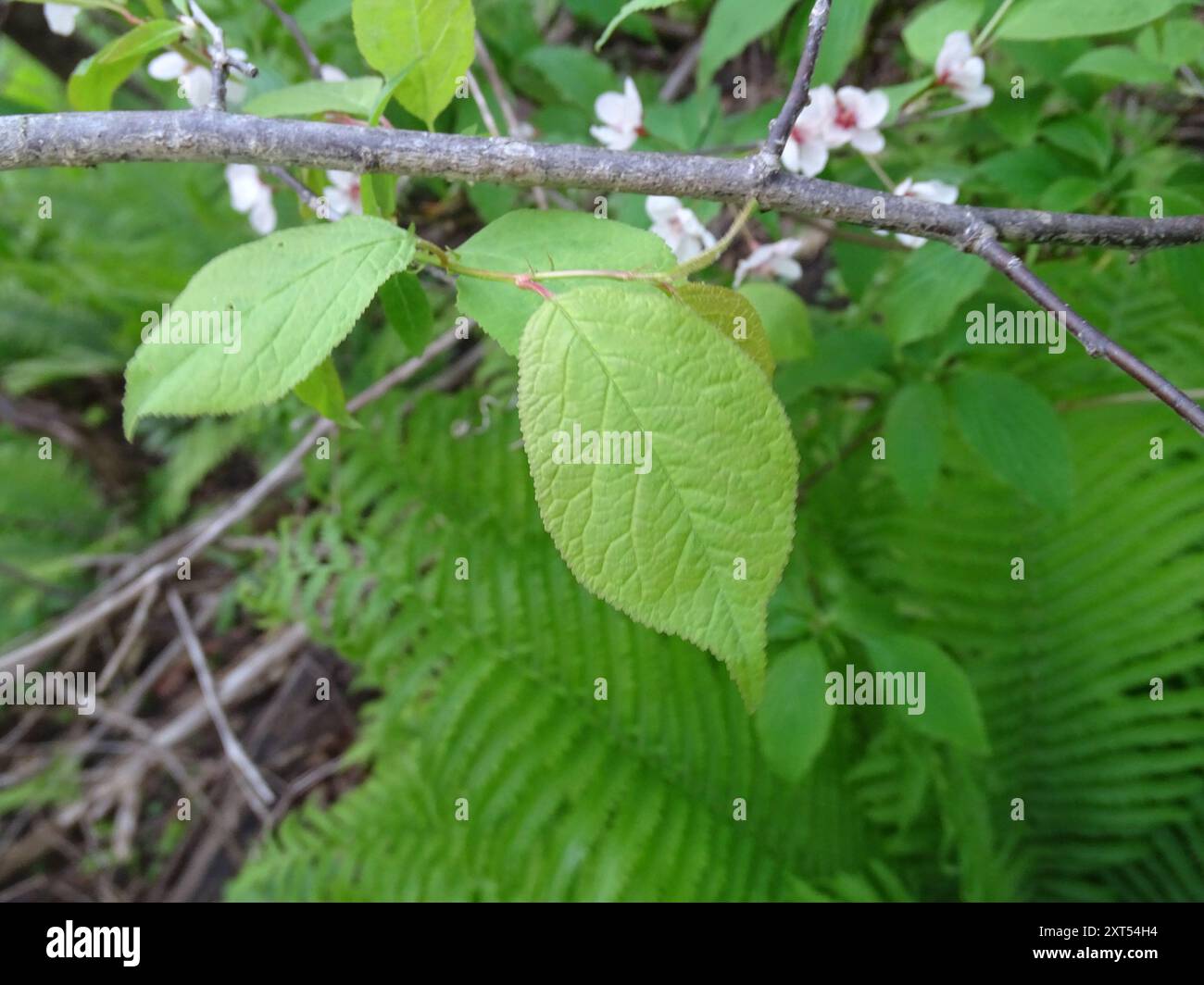 Canada plum (Prunus nigra) Plantae Stock Photo - Alamy