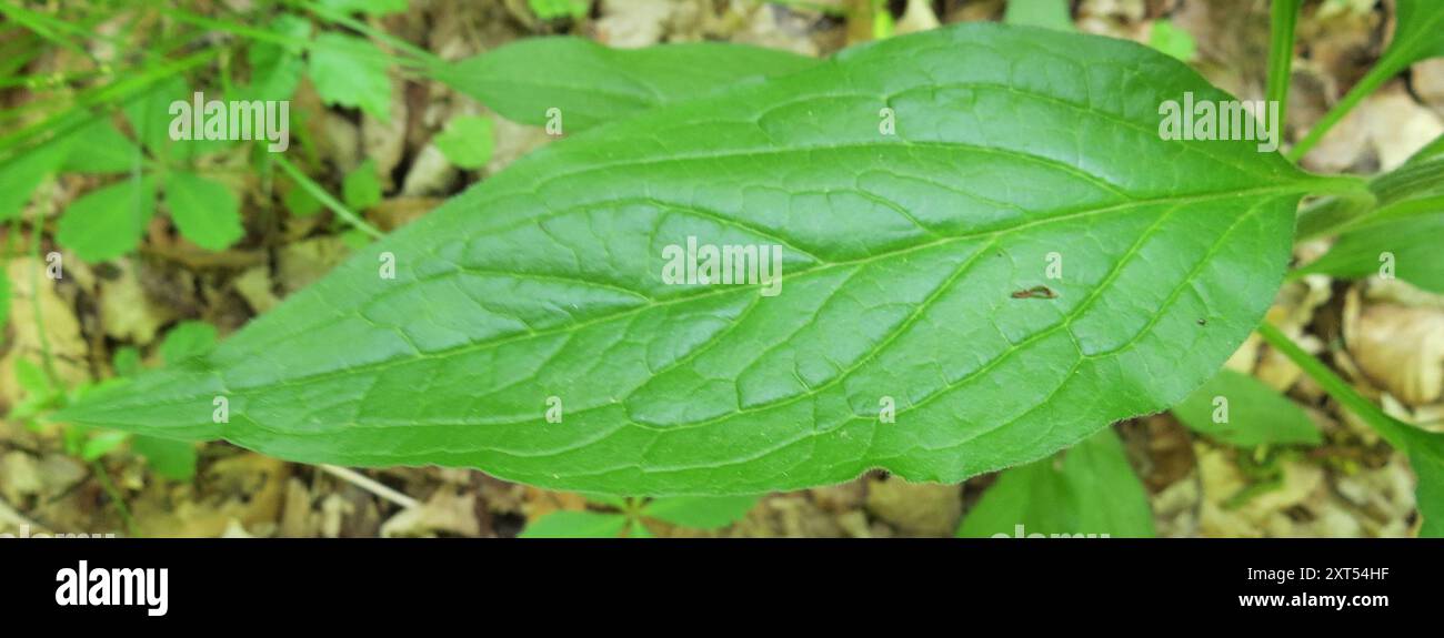 virginia stickseed (Hackelia virginiana) Plantae Stock Photo - Alamy