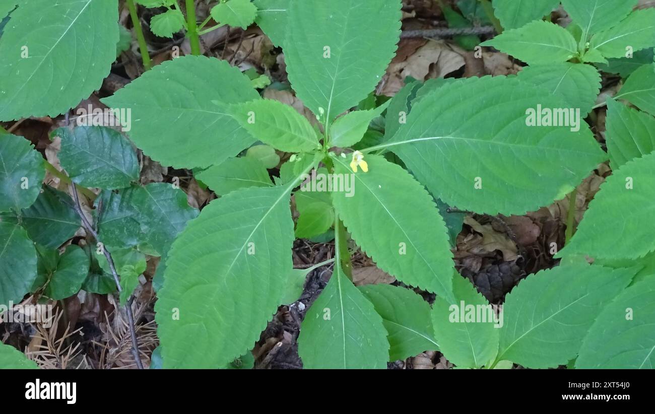 small balsam (Impatiens parviflora) Plantae Stock Photo - Alamy