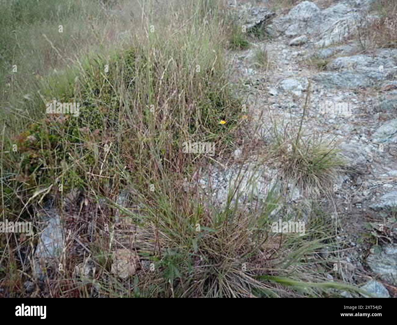 california goldfields (Lasthenia californica californica) Plantae Stock ...