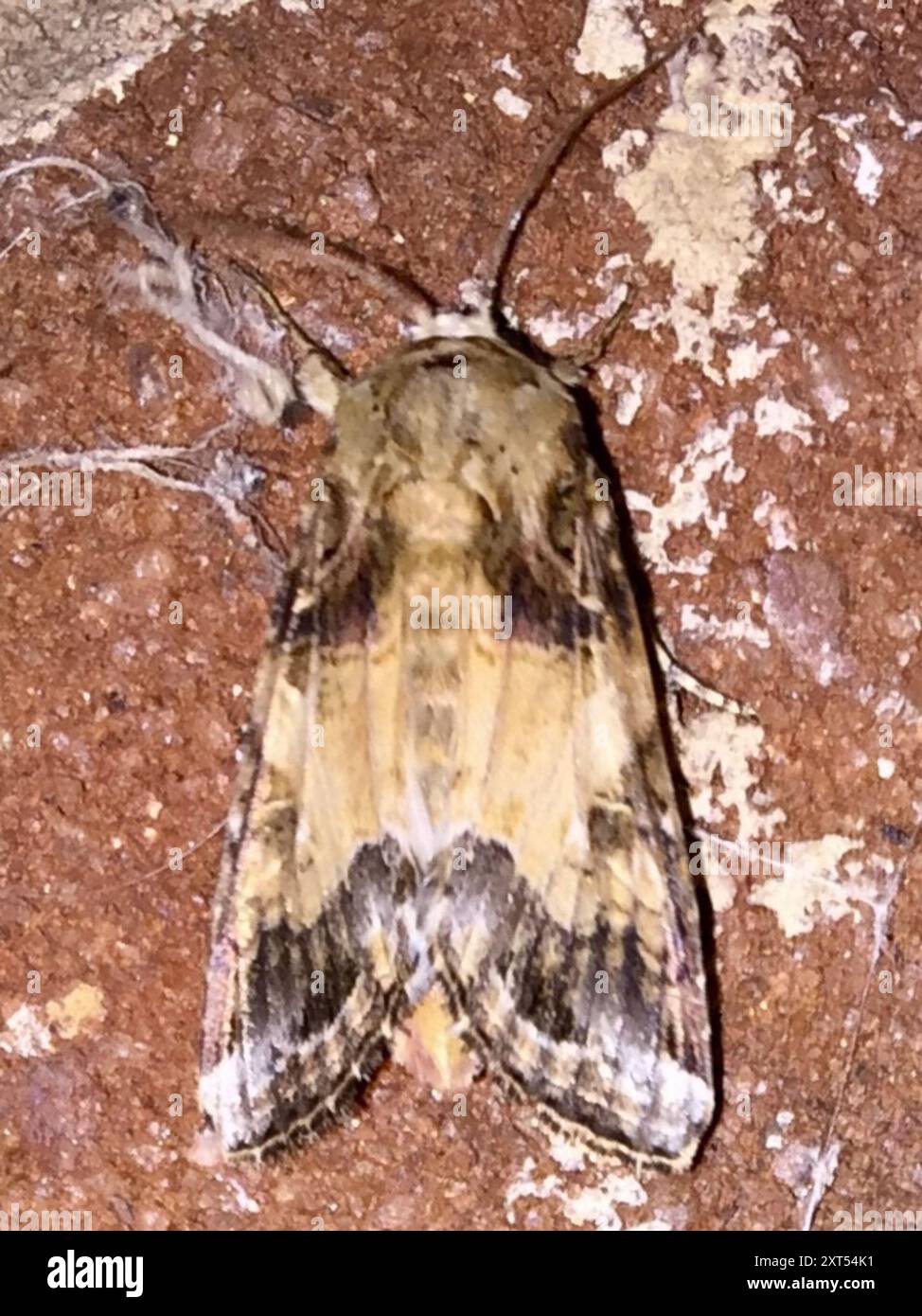 Velvet Armyworm Moth (Spodoptera latifascia) Insecta Stock Photo - Alamy