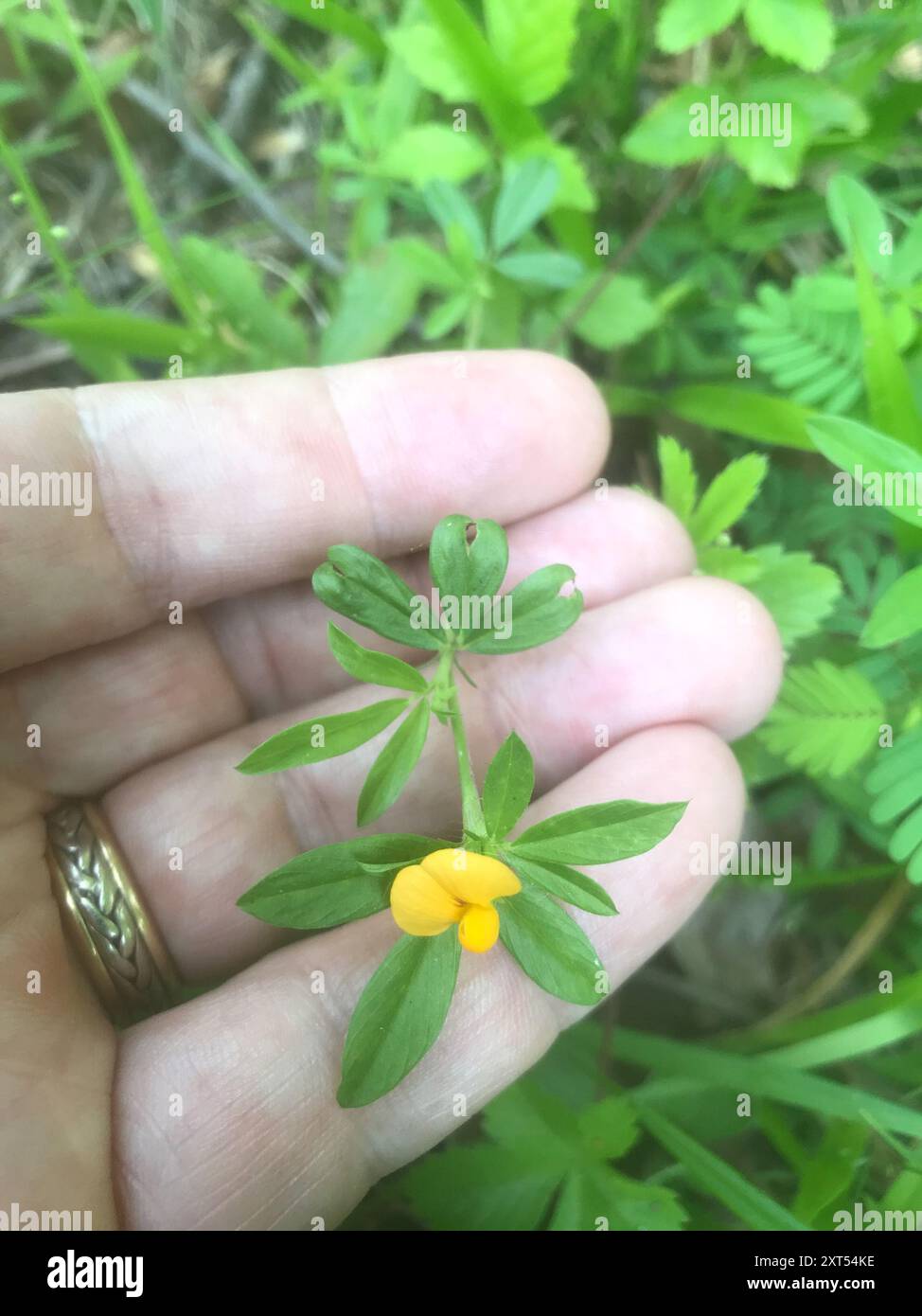 sidebeak pencilflower (Stylosanthes biflora) Plantae Stock Photo - Alamy