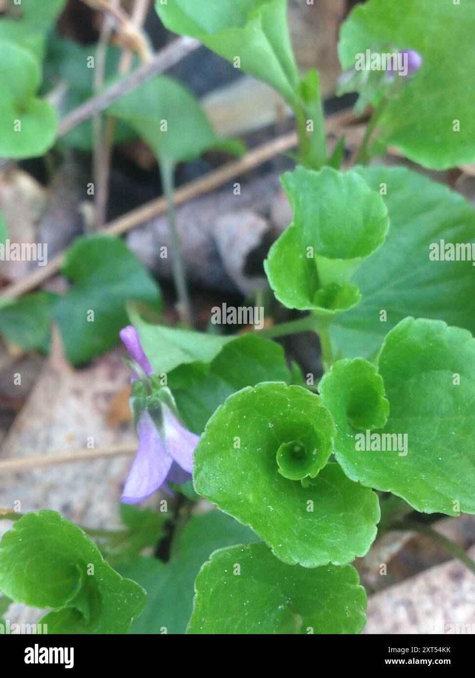 Labrador violet (Viola labradorica) Plantae Stock Photo - Alamy