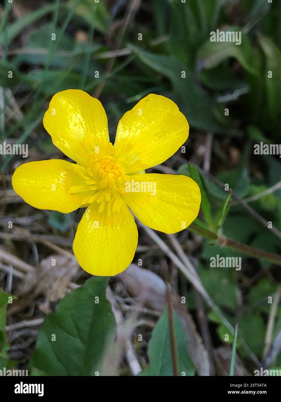 bulbous buttercup (Ranunculus bulbosus) Plantae Stock Photo - Alamy