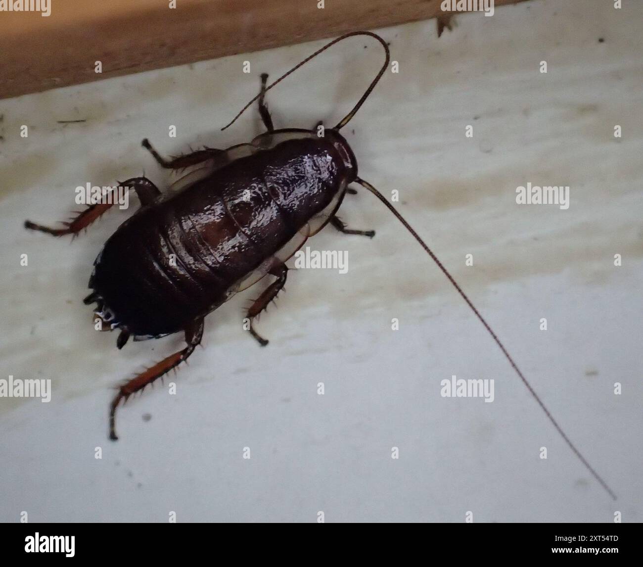 Gisborne Cockroach (Drymaplaneta semivitta) Insecta Stock Photo - Alamy