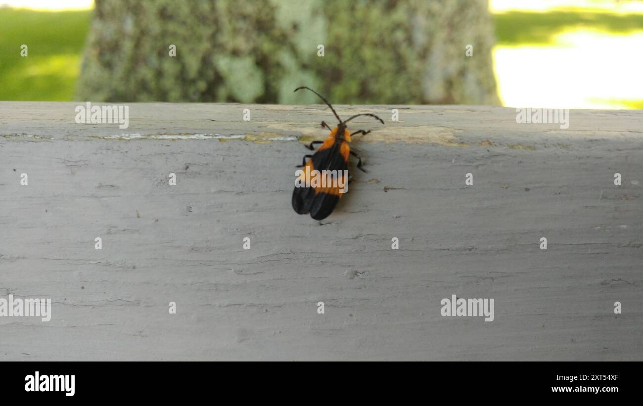 Reticulated Net-winged Beetle (Calopteron reticulatum) Insecta Stock ...