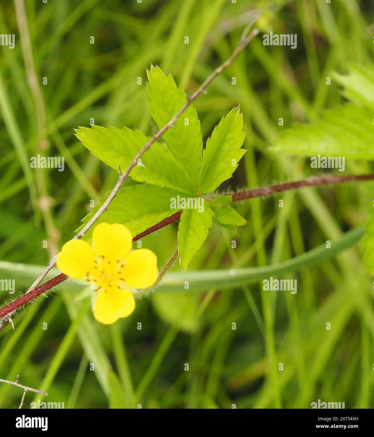 common cinquefoil (Potentilla simplex) Plantae Stock Photo - Alamy