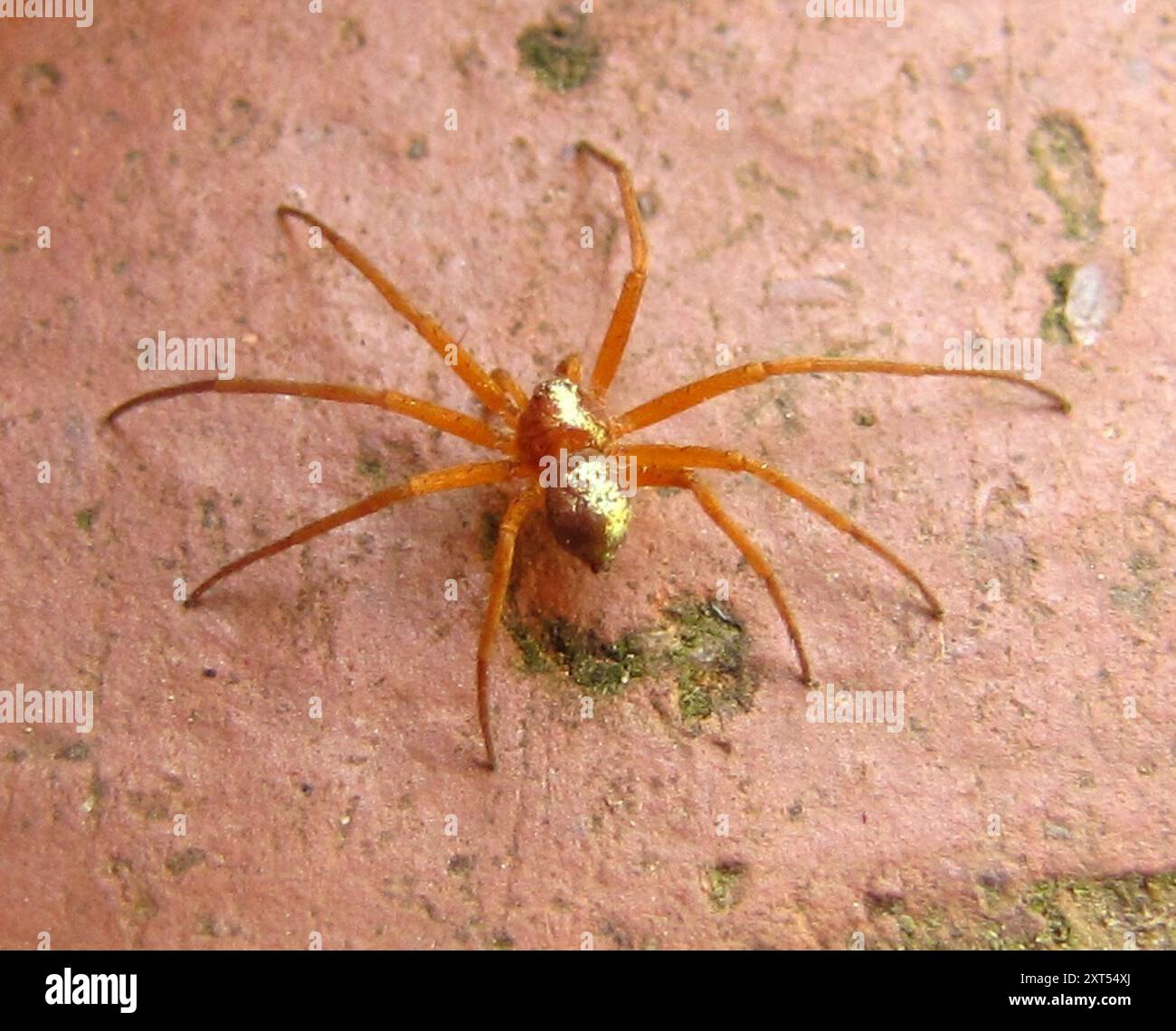 Metallic Crab Spider (Philodromus marxi) Arachnida Stock Photo - Alamy