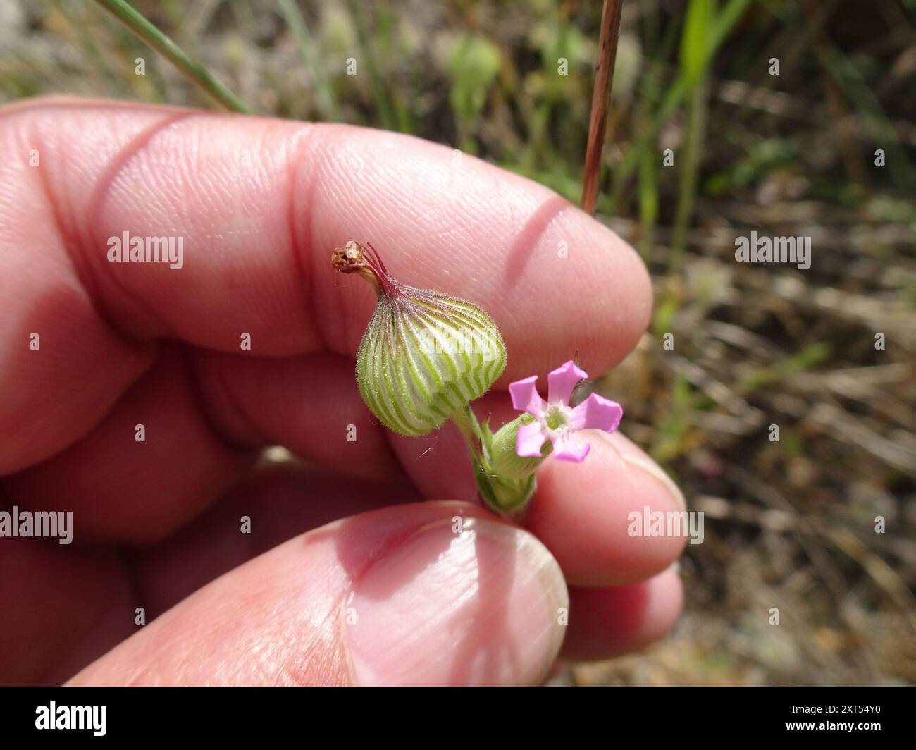 Sand Catchfly (Silene conica) Plantae Stock Photo - Alamy