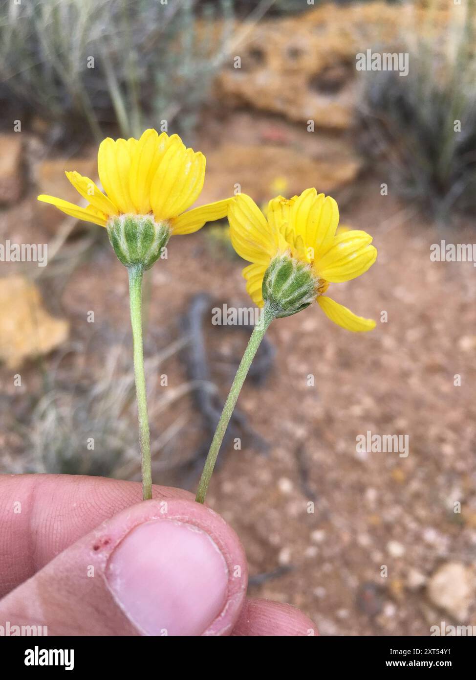 Stemmy Four-nerved Daisy (Tetraneuris scaposa) Plantae Stock Photo - Alamy