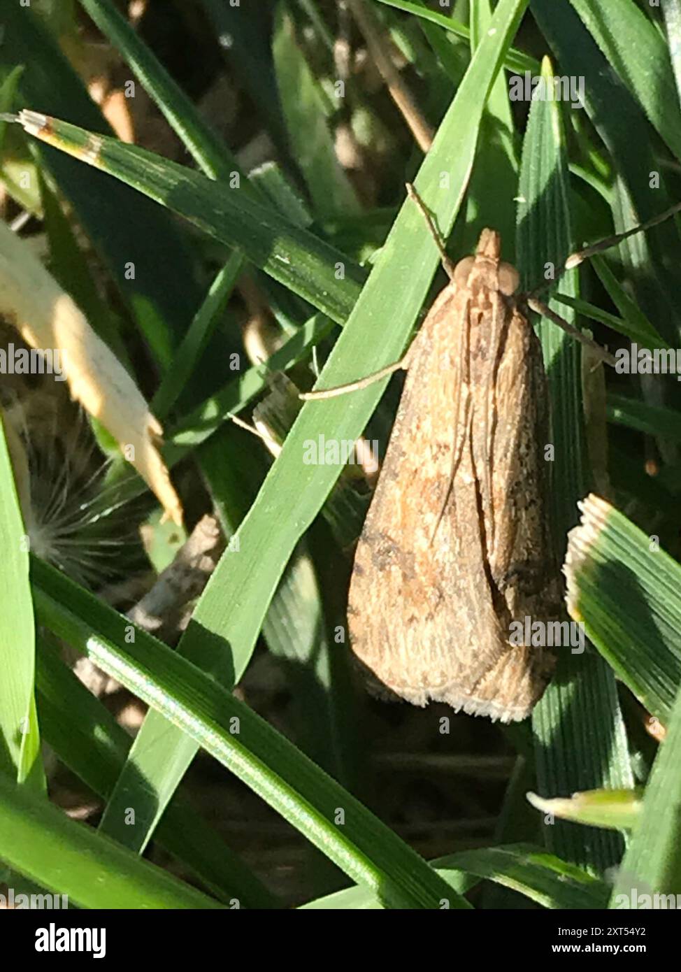 Lucerne Moth (Nomophila nearctica) Insecta Stock Photo - Alamy