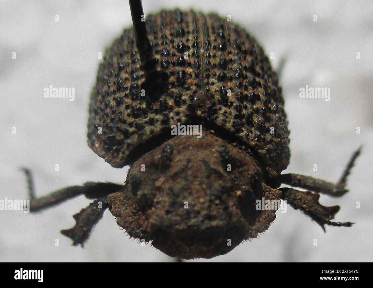 Carcass Beetles (Omorgus) Insecta Stock Photo - Alamy