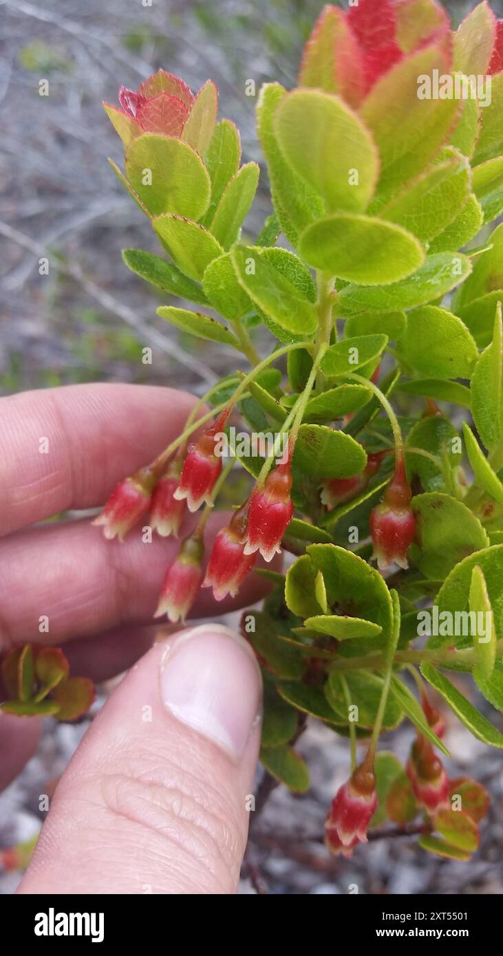 'ohelo 'ai (Vaccinium reticulatum) Plantae Stock Photo - Alamy