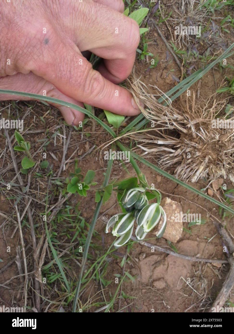 Thick Slime-lily (Albuca setosa) Plantae Stock Photo - Alamy