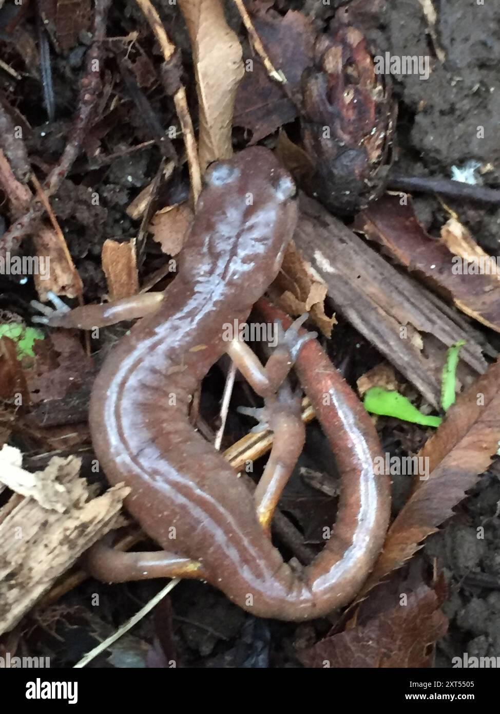 Ensatina (Ensatina eschscholtzii) Amphibia Stock Photo - Alamy