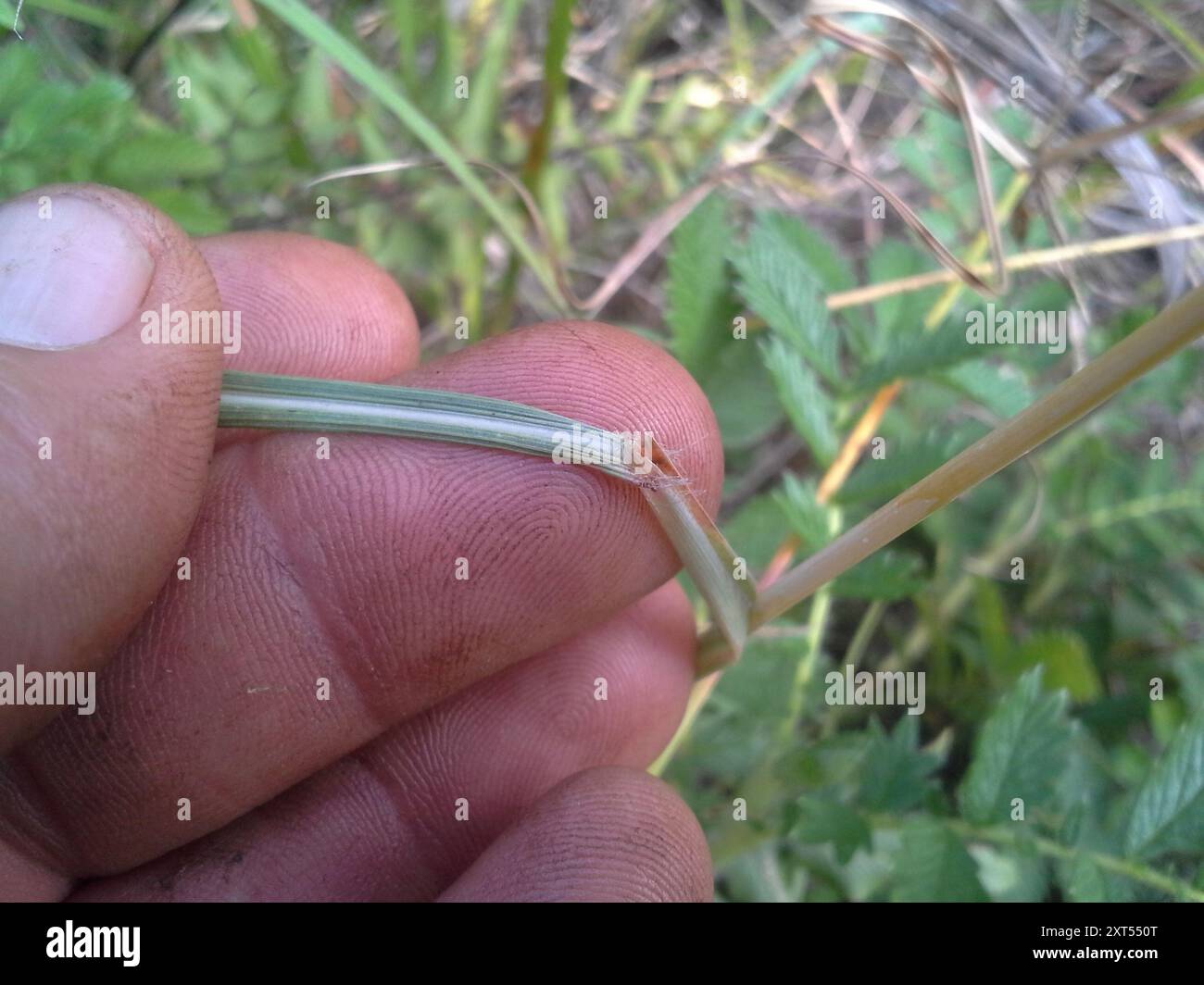 thatching grass (Hyparrhenia hirta) Plantae Stock Photo - Alamy