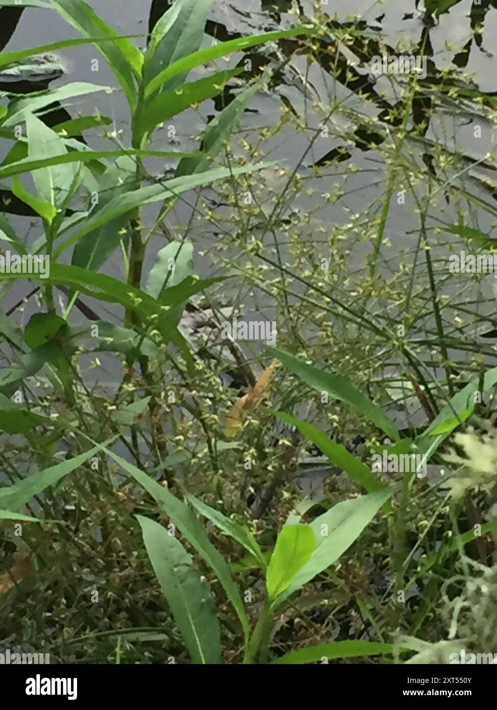 Slim-pod Rush (Juncus diffusissimus) Plantae Stock Photo - Alamy